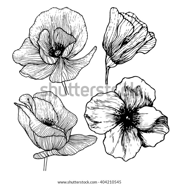 Engraving Poppy Set Hand Drawn Vector Stock Vector (Royalty Free) 404210545