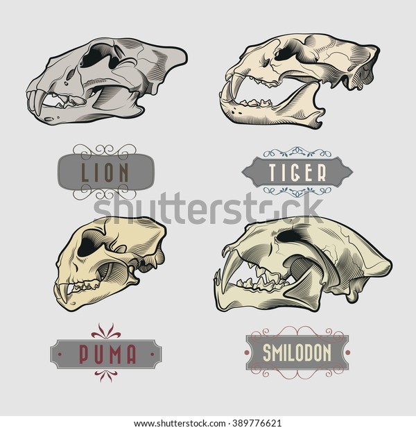 Engraving Predatory Animals Skulls Set Lion Stock Vector (Royalty Free ...