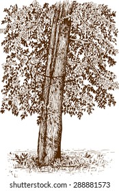 Engraving Style Tree Illustration Hand Drawn Stock Vector (Royalty Free ...