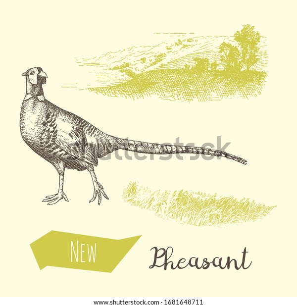 Engraving Vector Illustration Pheasant Countryside Stock Vector ...
