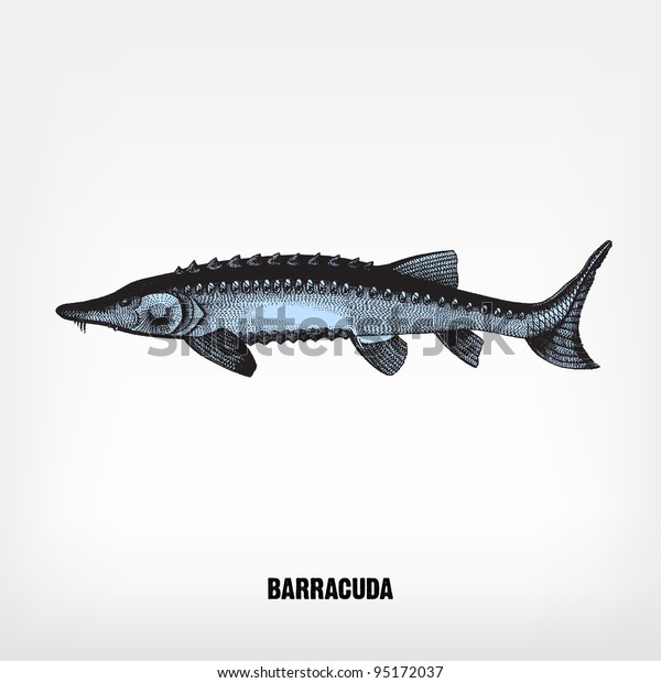 Engraving Vintage Barracuda Complete Encyclopedia Illustrations Stock ...