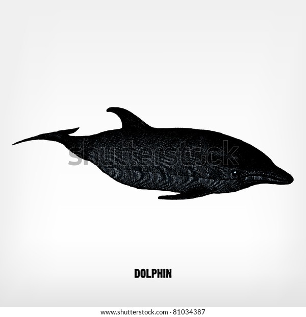Engraving Vintage Dolphin Complete Encyclopedia Illustrations Stock ...