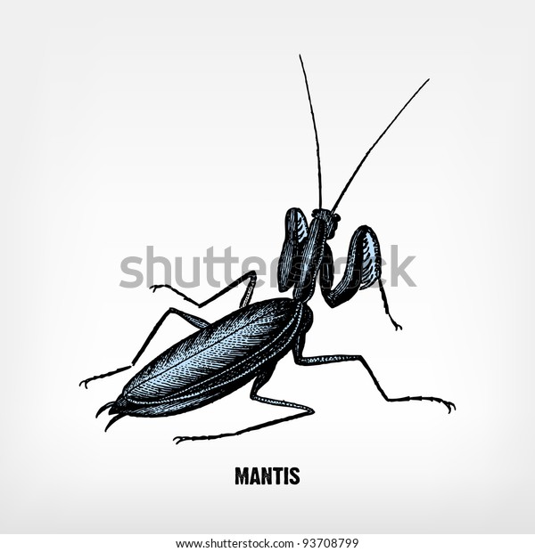 Engraving Vintage Praying Mantis Complete Encyclopedia Stock Vector ...