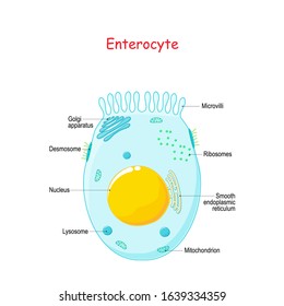 Enterocyte Intestinal Absorptive Epithelial Cell Microvilli Stock ...