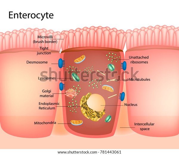 Vektor Stok Enterocytes Intestinal Absorptive Cells Small Intestine ...