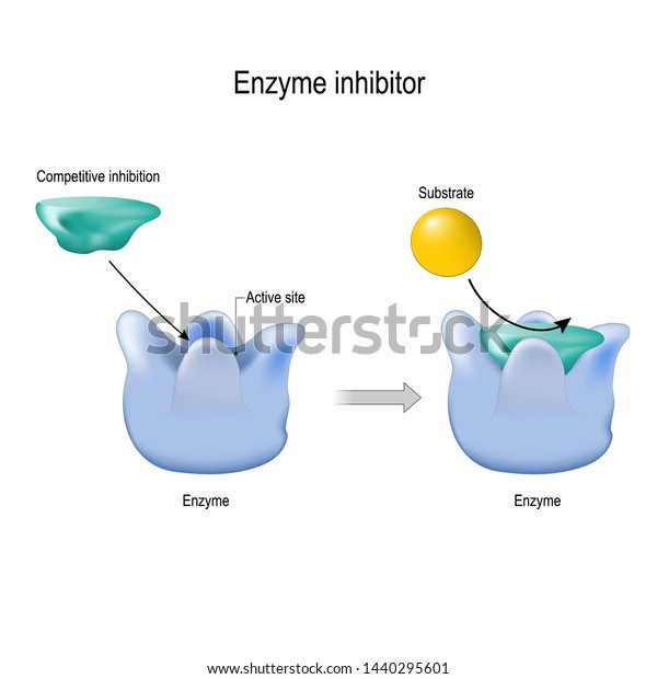 enzyme inhibitor is a molecule that binds (blocking) to an enzyme and ...