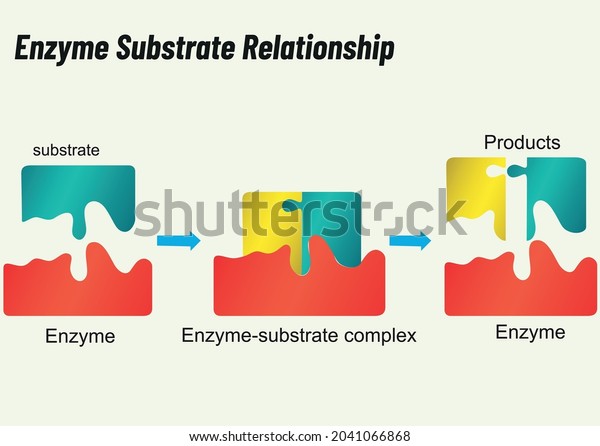 Enzyme Substrate Relationship Biology Shape Vector Stock Vector ...