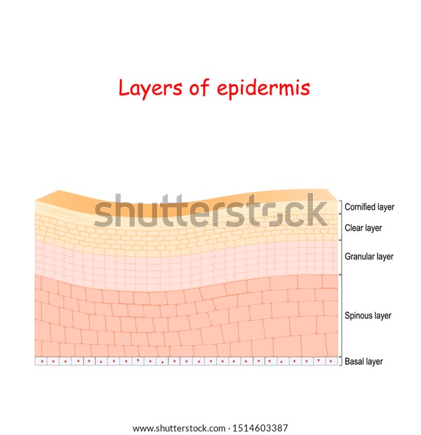 Epidermis Cell Structure Layers Stratum Corneum Stock Vector (Royalty ...