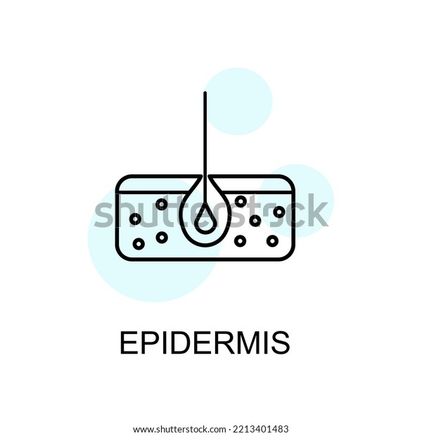 Epidermis Linear Icon Epidermis Linear Style Stock Vector (Royalty Free ...