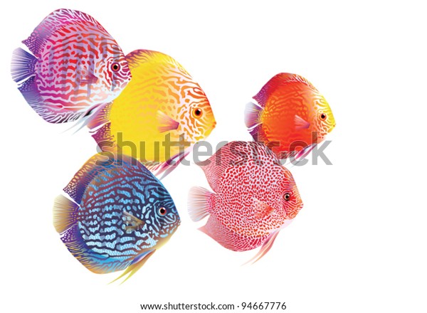 Eps10 Discus Fish Color Options Symphysodon Stock Vector (Royalty Free ...