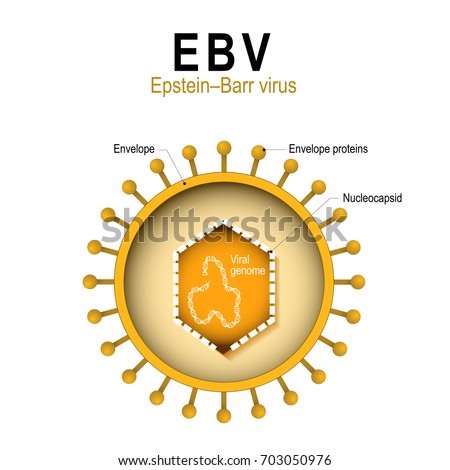 Epstein Barr Virus EBV Human Herpesvirus 4 เวกเตอร์สต็อก (ปลอดค่า ...