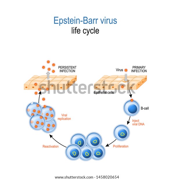 Epsteinbarr Virus Life Cycle Ebv Replication Stock Vector (Royalty Free ...