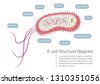4,635 E Coli Royalty-Free Images, Stock Photos & Pictures | Shutterstock