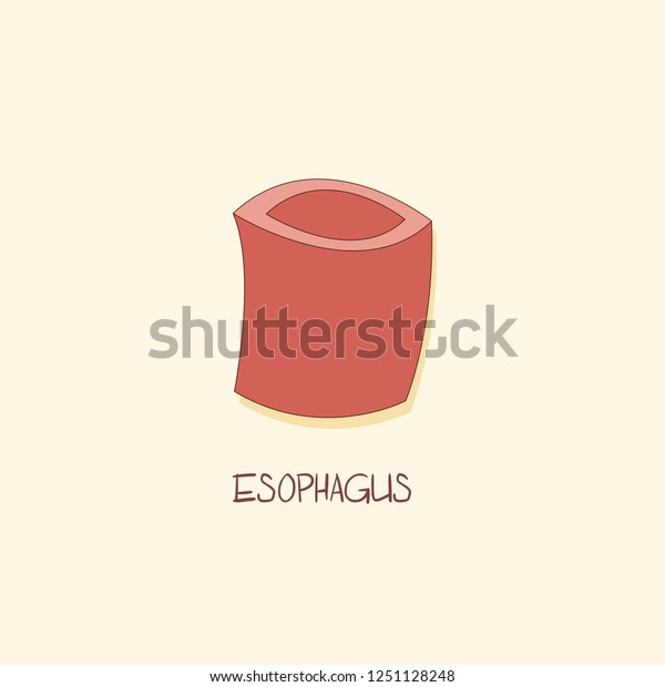 Esophagus Human Anatomy Body Vector Illustration Stock Vector (Royalty ...