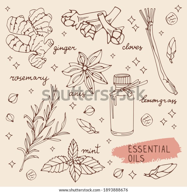 Essential Oils Hand Drawn Collection Stock Vector (Royalty Free ...