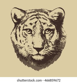 Etched Tiger Portrait Vector Illustration Stock Vector (Royalty Free ...