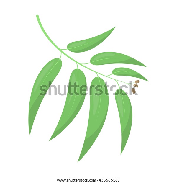 Image vectorielle de stock de Eucalyptus Vector Illustration Icon ...