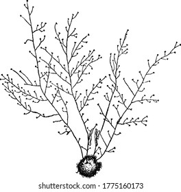Hydroids Stock Illustrations, Images & Vectors | Shutterstock