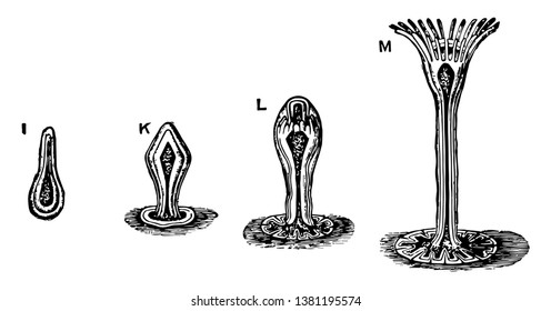 Hydroids Stock Illustrations, Images & Vectors | Shutterstock