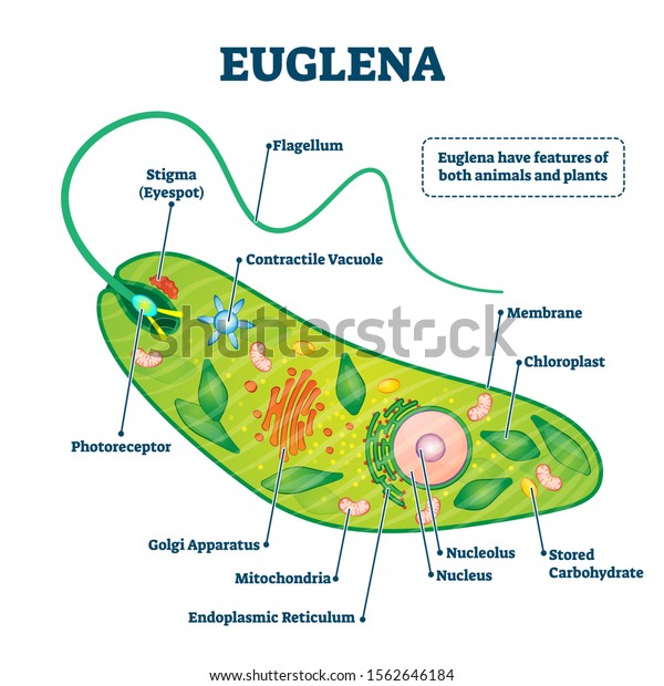 Euglena Vector Illustration Labeled Microorganism Structure Stock ...