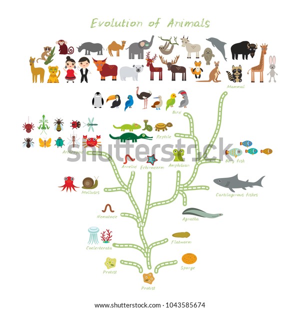 Evolution in biology, scheme evolution of animals isolated on white ...