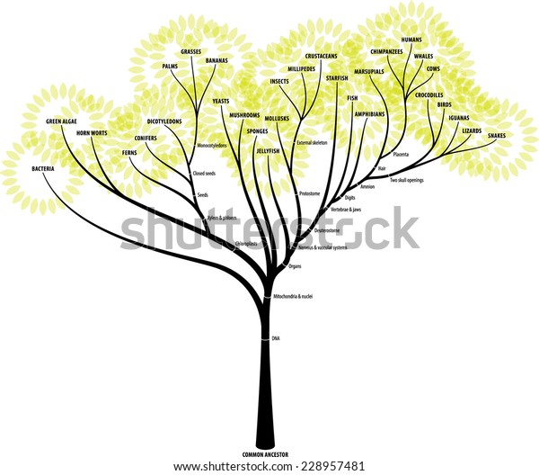 Evolutionary Tree Life Showing Diversification Branching Stock Vector ...