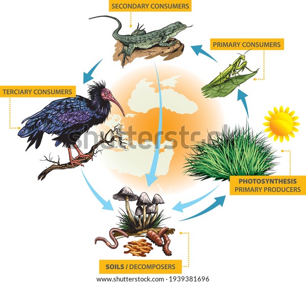 Food chain in africa 902 รายการ ภาพ ภาพสต็อกและเวกเตอร์ | Shutterstock