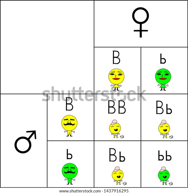 Example of monohybrid cross and the Punnett square