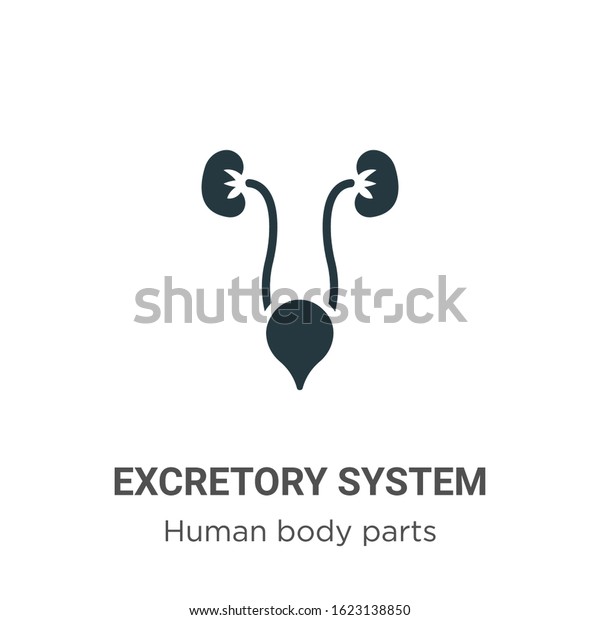 Excretory System Glyph Icon Vector On Stock Vector (Royalty Free ...