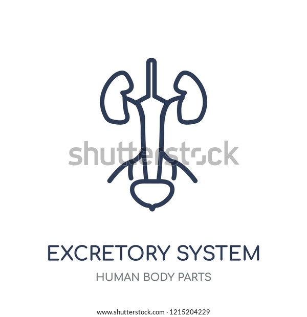 Excretory System Icon Excretory System Linear Stock Vector (Royalty ...