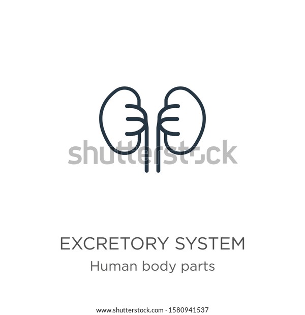 Excretory system icon. Thin linear excretory system outline icon ... Excretory system icon. Thin linear excretory system outline icon ...