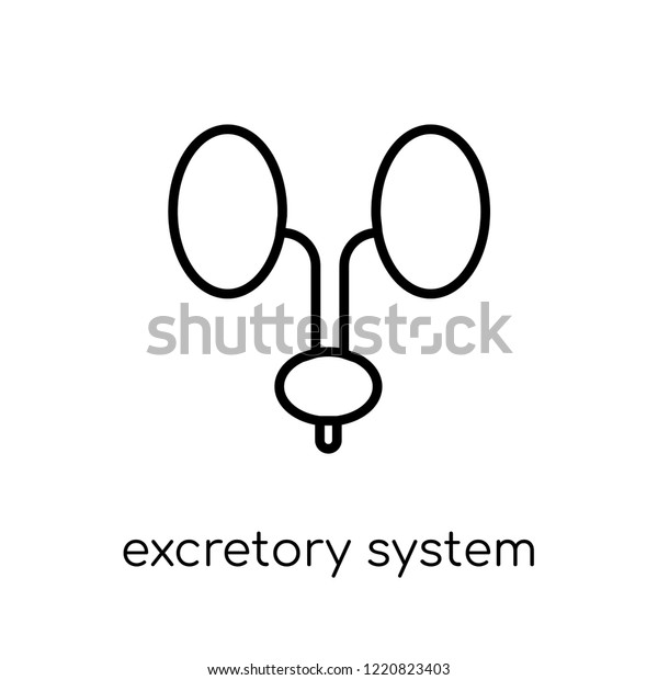 Excretory System Icon Trendy Modern Flat Stock Vector (Royalty Free ...