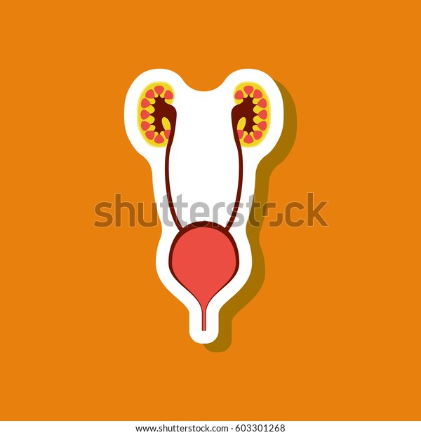 Excretory System Paper Sticker On Stylish Stock Vector (Royalty Free ...