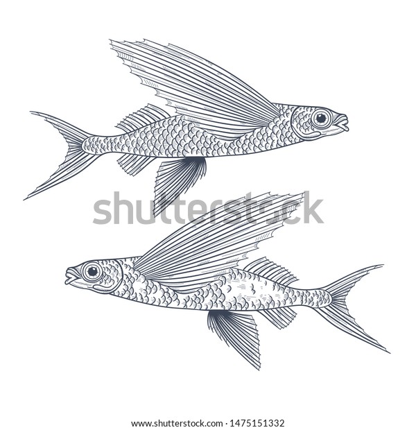 Exocoetidae Flying Fish Hand Drawing Vintage Stock Vector (Royalty Free ...