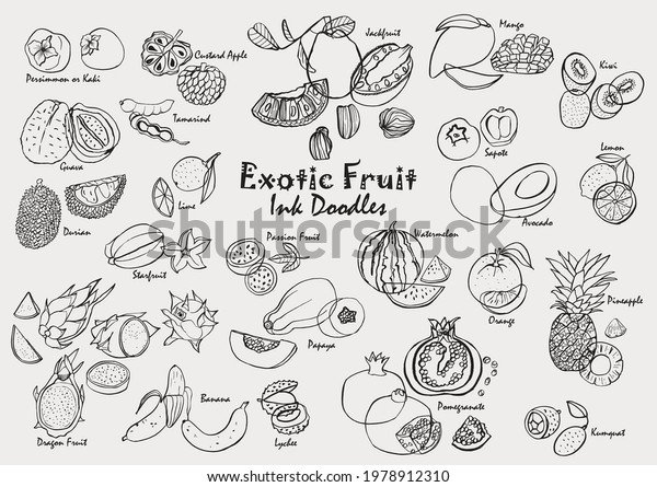 Exotic Fruit Ink Drawing Doodle Vector: immagine vettoriale stock ...