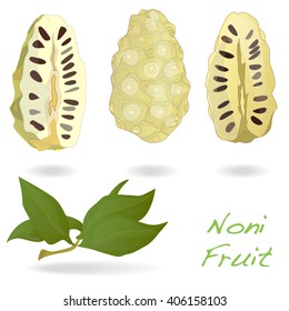 643 Noni fruit vector Images, Stock Photos & Vectors | Shutterstock