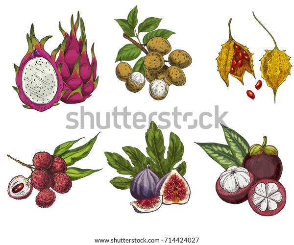 Exotic Fruits Hand Drawn Vector Illustration Stock Vector (Royalty Free ...