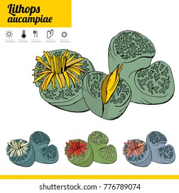 Lithops Stock Illustrations, Images & Vectors | Shutterstock
