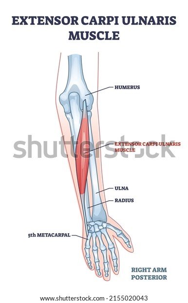 Extensor Carpi Ulnaris Muscle Arm Hand Stock Vector (Royalty Free ...
