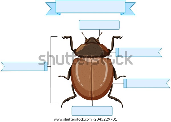 External Anatomy Beetle Worksheet Illustration Stock Vector (Royalty ...
