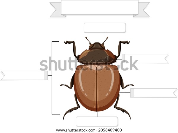 External Anatomy Beetle Worksheet Illustration Stock Vector (Royalty ...