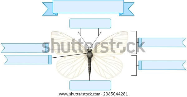 External Anatomy Butterfly Worksheet Illustration Stock Vector (Royalty ...