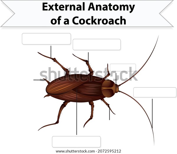 External Anatomy Cockroach Worksheet Illustration Stock Vector (Royalty ...