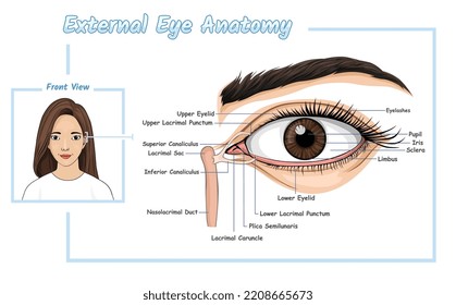 1,496 Anatomy Of The Eyelid Images, Stock Photos & Vectors | Shutterstock