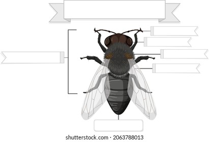 External Anatomy Fly Worksheet Illustration Stock Vector (Royalty Free ...