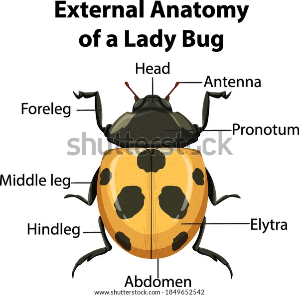 External Anatomy Ladybug On White Background Stock Vector (Royalty Free ...
