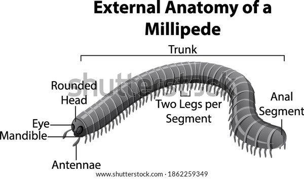 External Anatomy Millipede On White Background Stock Vector (Royalty ...