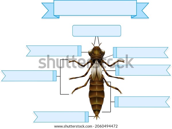 External Anatomy Nymph Dragonfly Worksheet Illustration Stock Vector ...