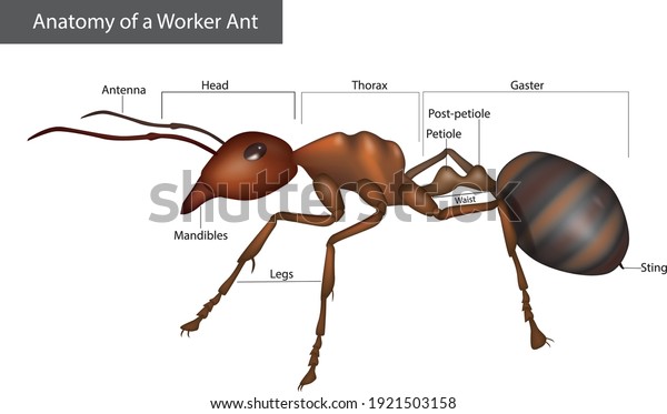External Anatomy Worker Ant Body Structure Stock Vector (Royalty Free ...