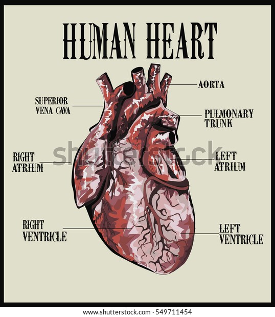 External Structure Human Heart Realistic Human Stock Vector (Royalty ... External Structure Human Heart Realistic Human Stock Vector (Royalty ...